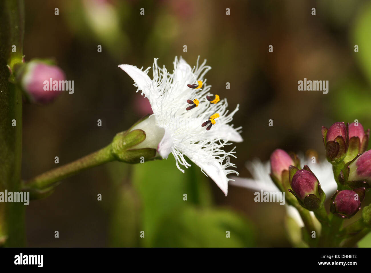 Buckbean plant hi-res stock photography and images - Alamy