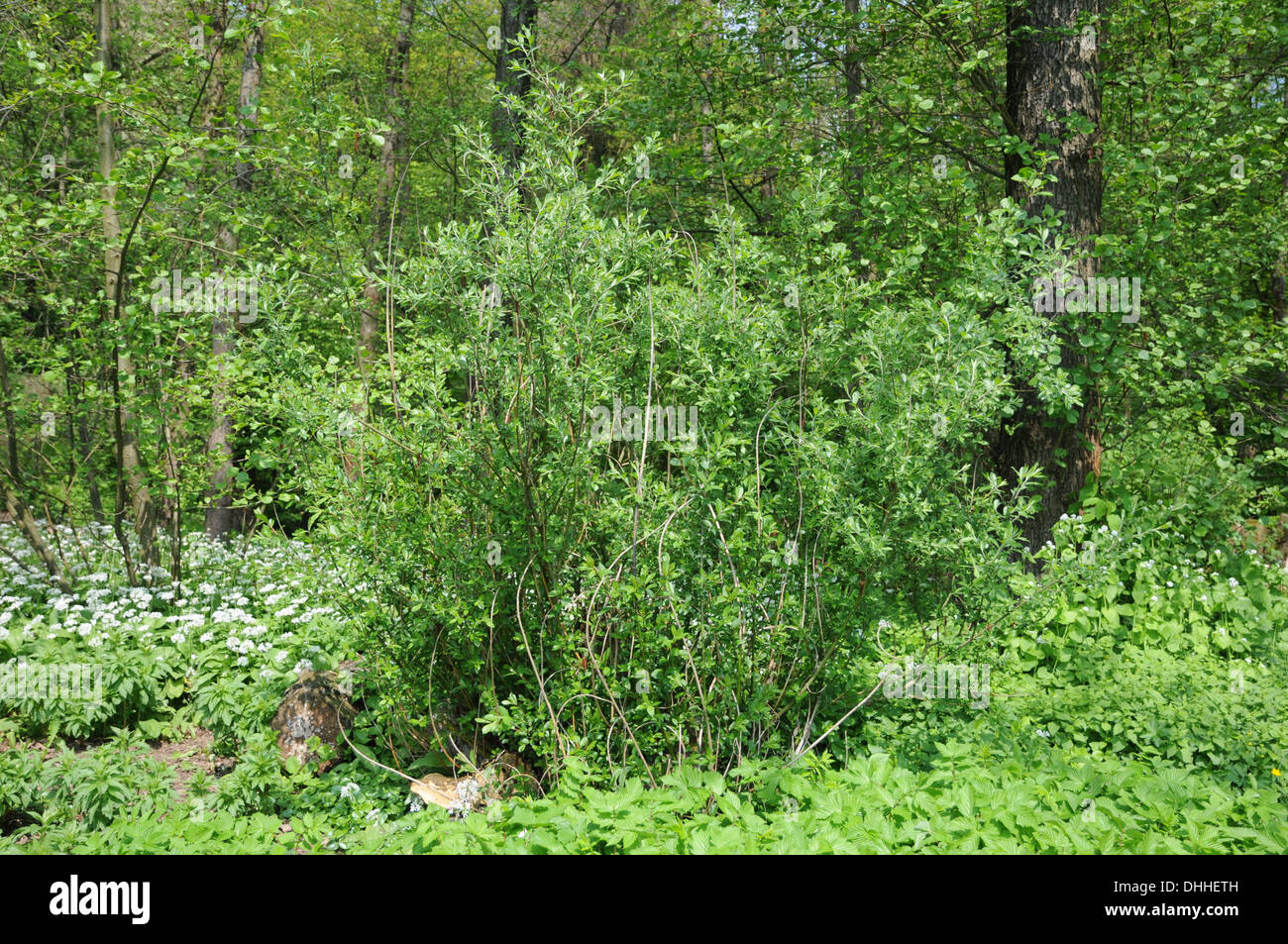 Ear willow hi-res stock photography and images - Alamy