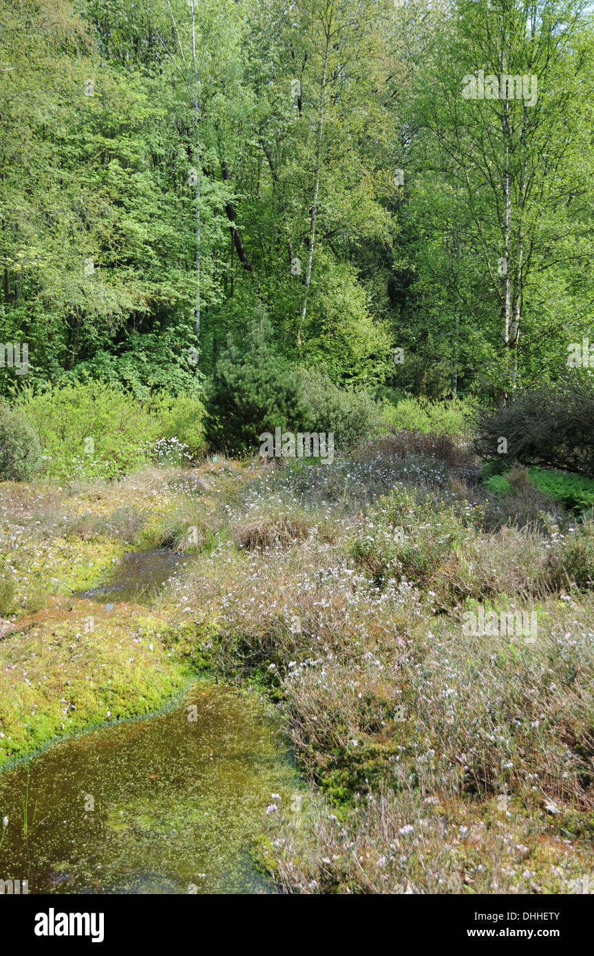 Swamp shrubs hi-res stock photography and images - Alamy