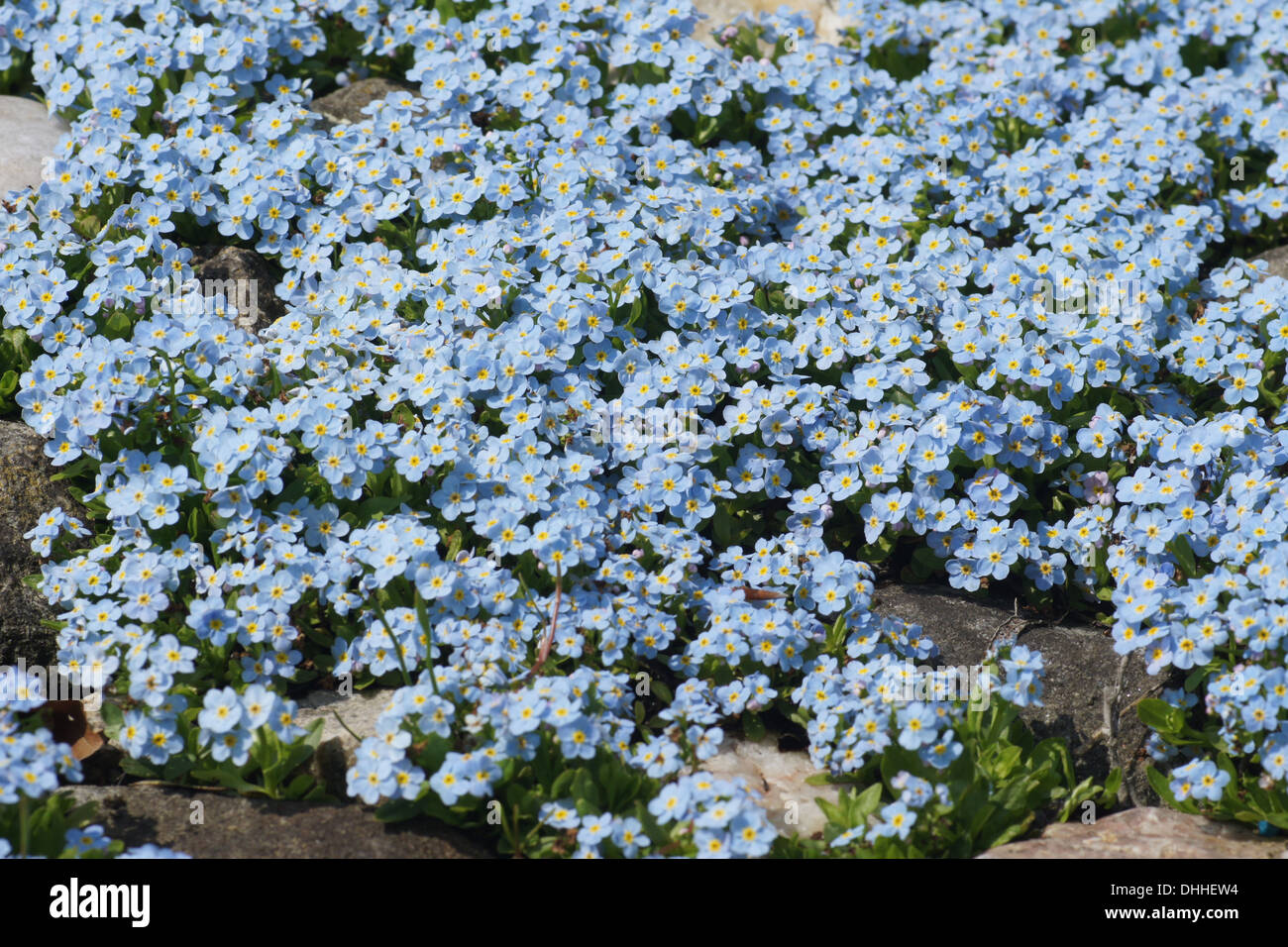 Aquatic forget me not hi-res stock photography and images - Alamy