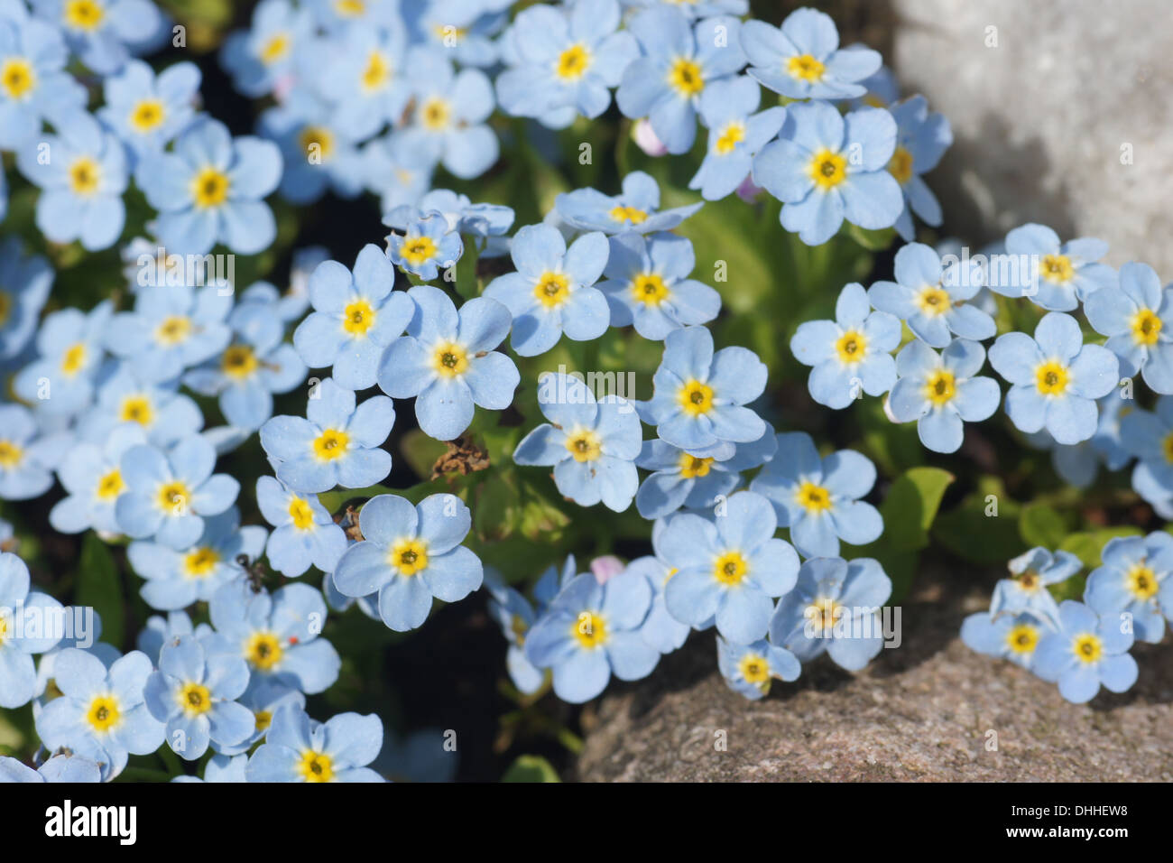 Aquatic forget me not hi-res stock photography and images - Alamy