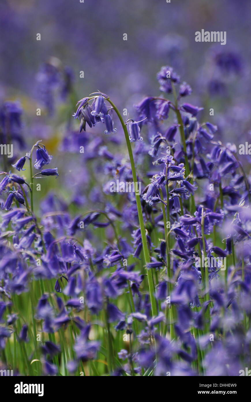 Bluebell like flower hi-res stock photography and images - Alamy