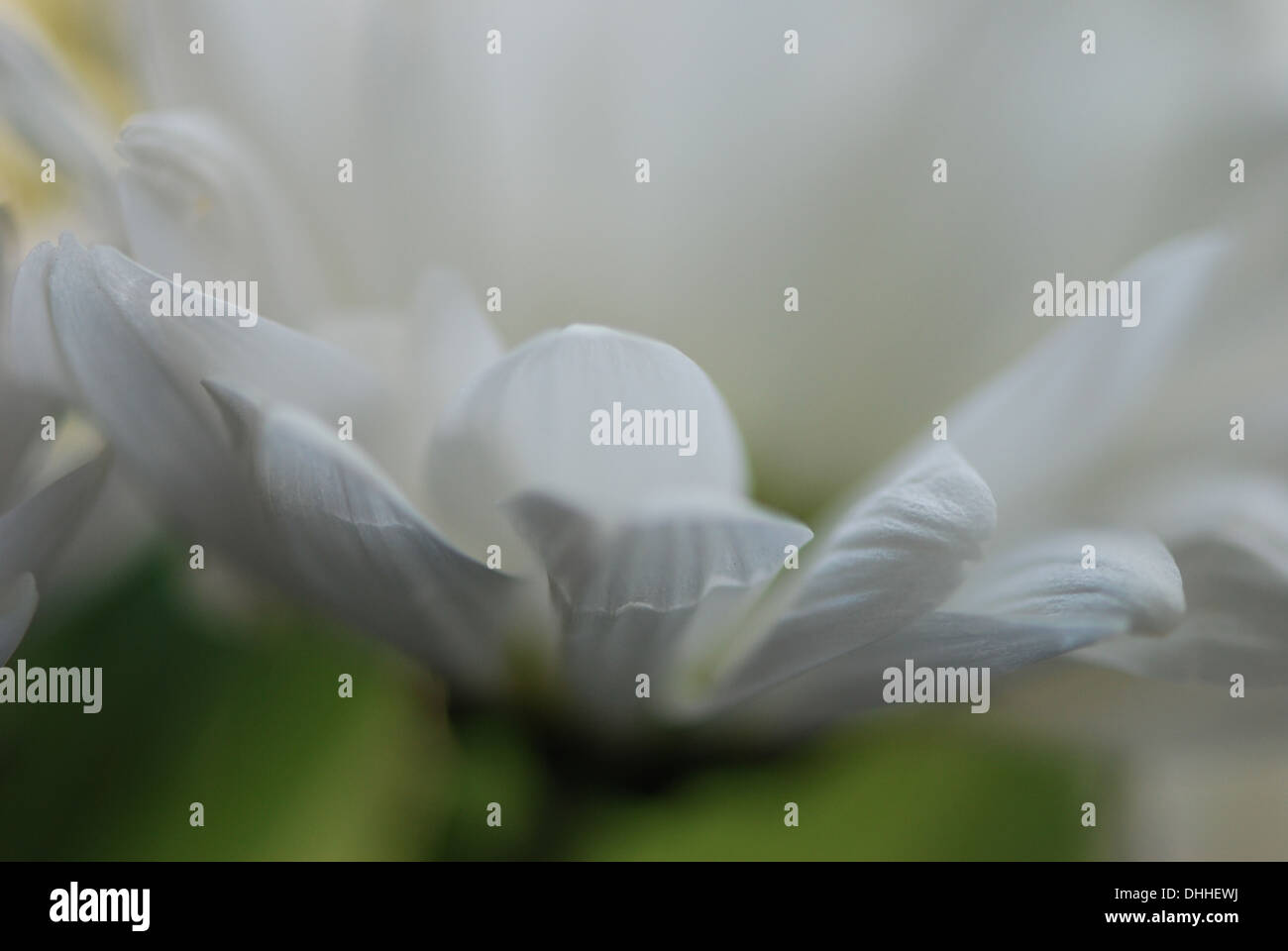 Petal side view hi-res stock photography and images - Alamy