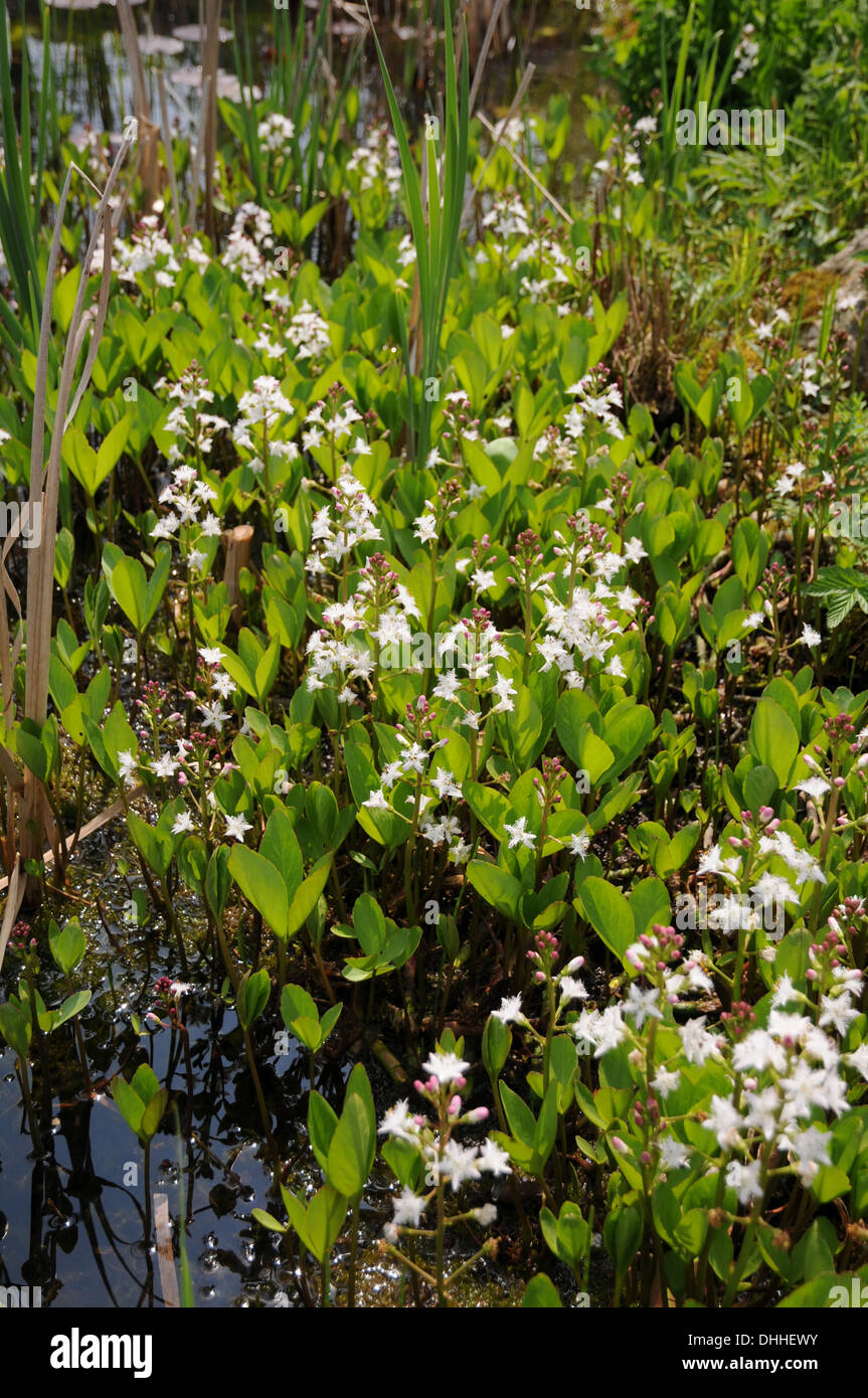 Buckbean plant hi-res stock photography and images - Alamy