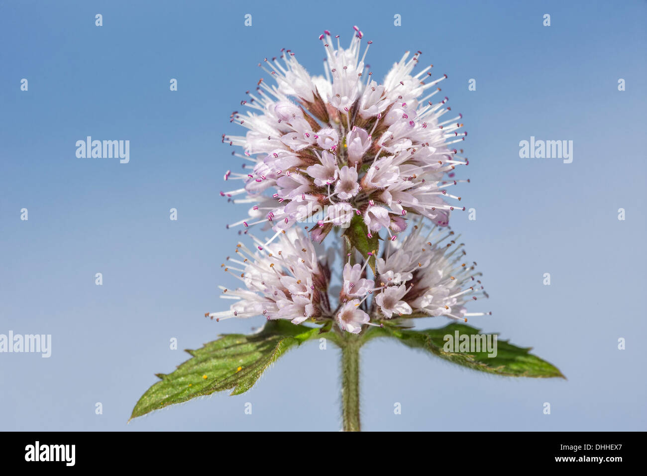 Marshland wild flower hi-res stock photography and images - Alamy