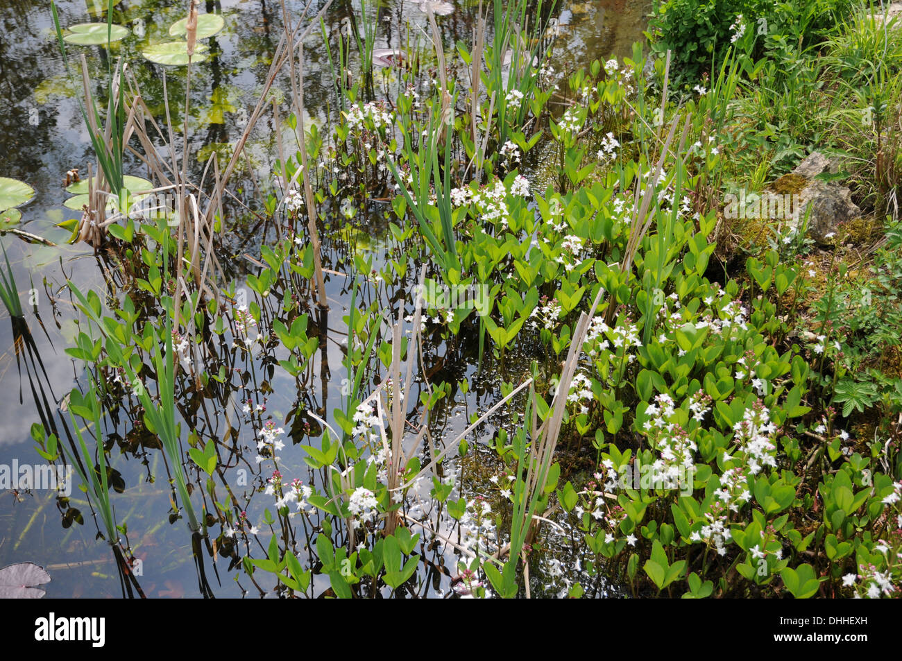 Buckbean hi-res stock photography and images - Alamy