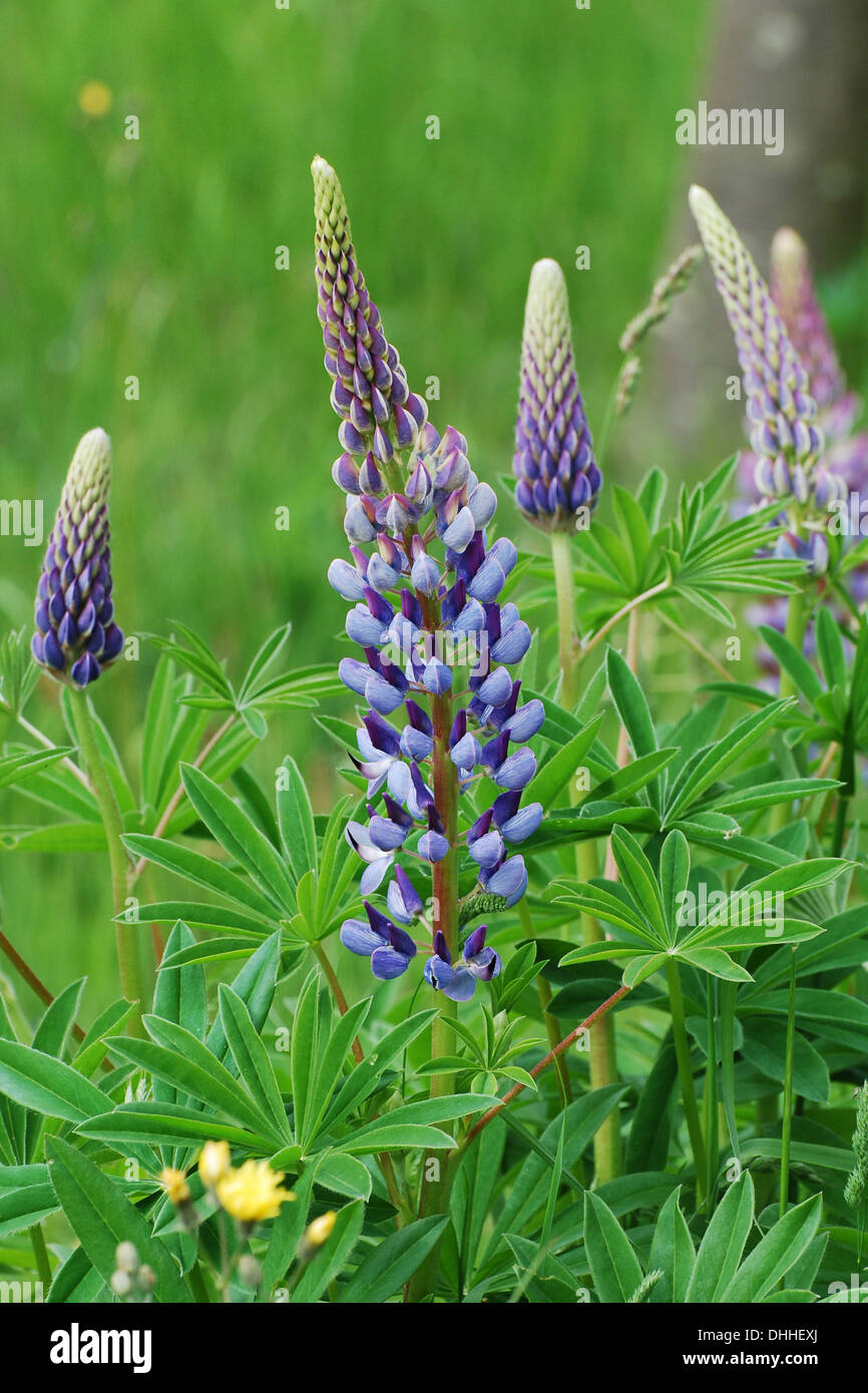 Lupins garden flower hi-res stock photography and images - Alamy