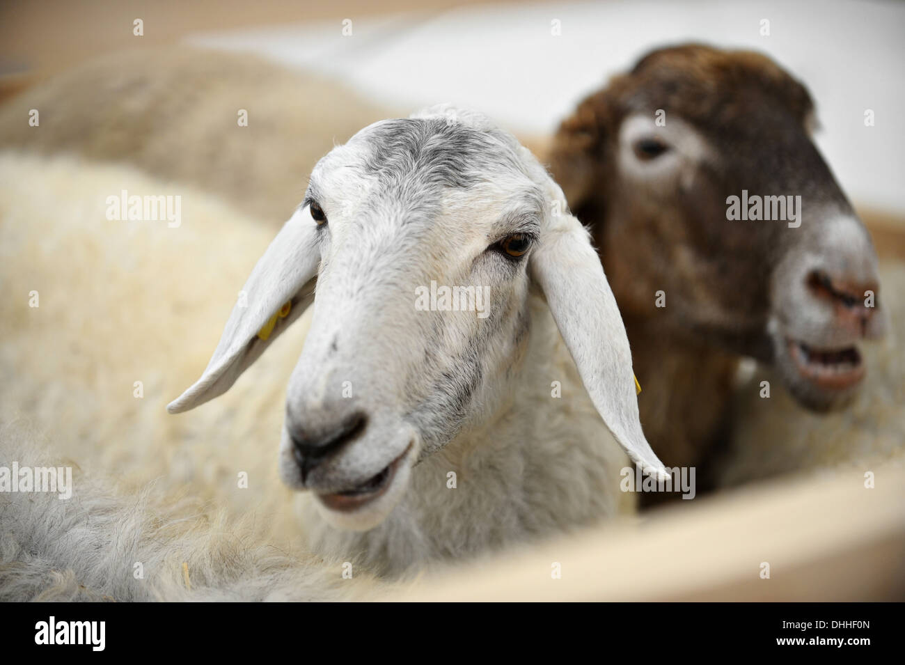 Karakul breed sheeps in a farm inside a pen Stock Photo - Alamy