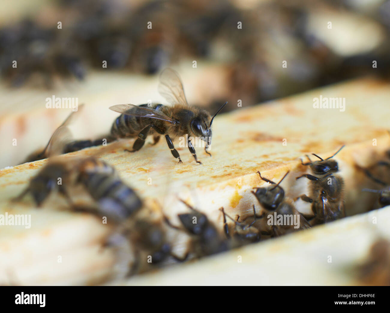European Honey bee standing on the top of a frame of a bee hive Stock ...