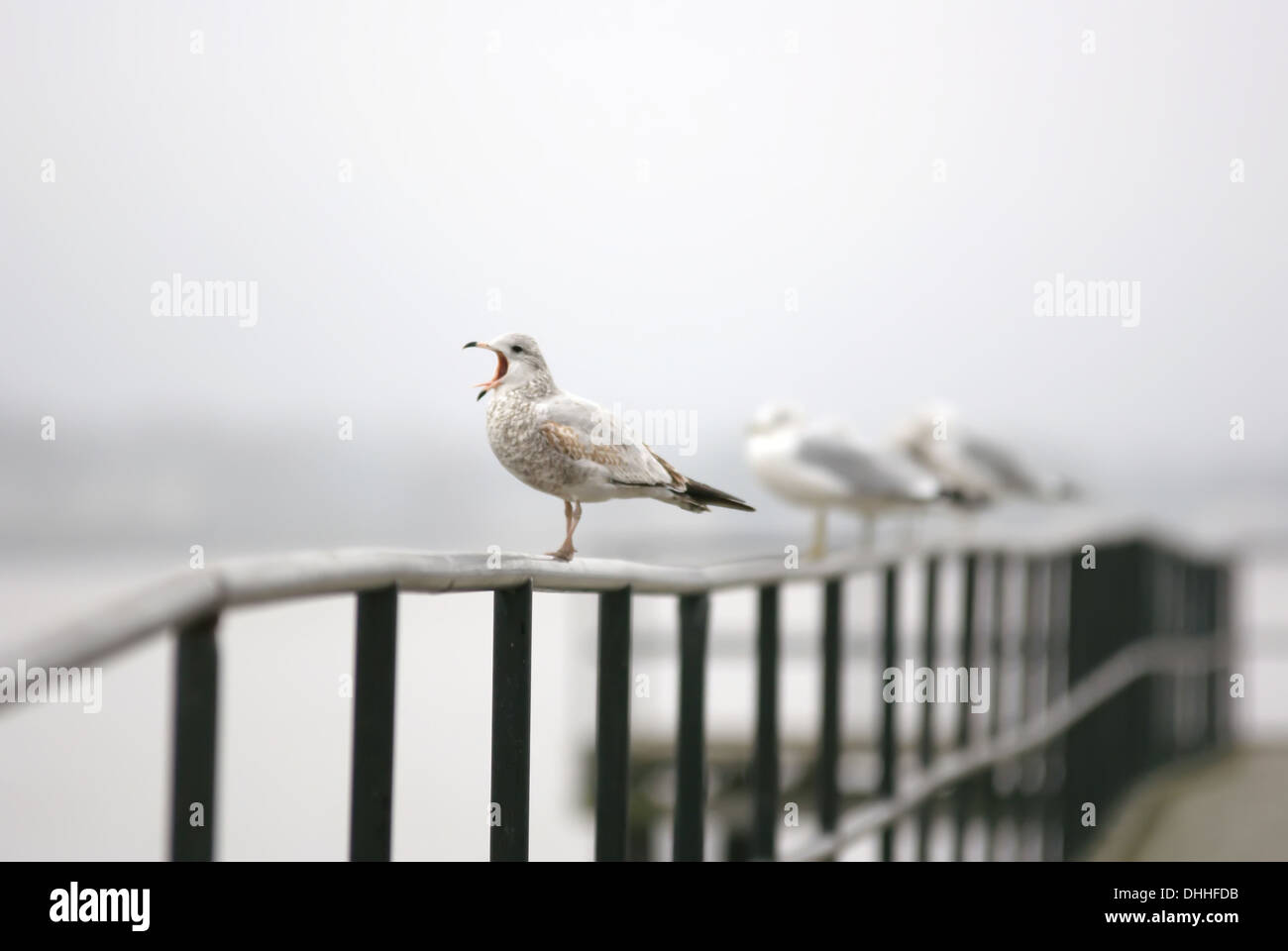 Seagull mouth wide open hi-res stock photography and images - Alamy