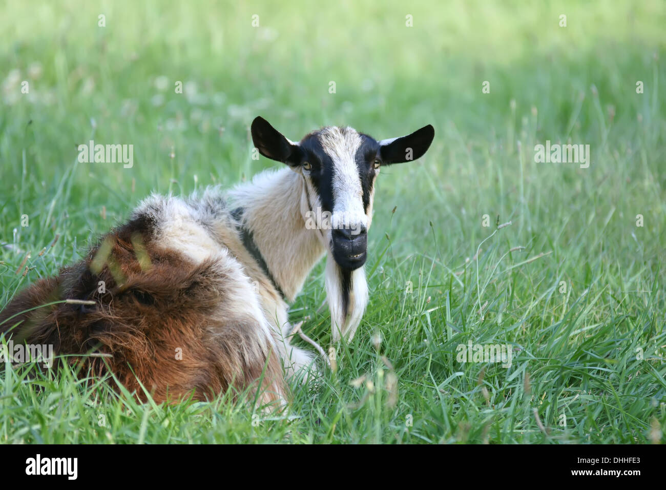 Goat on pasture eating grass hi-res stock photography and images - Alamy