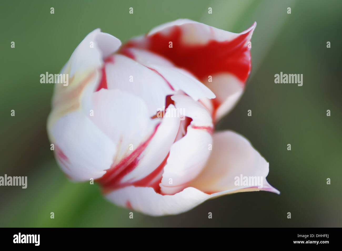 Plant with red edges hi-res stock photography and images - Alamy