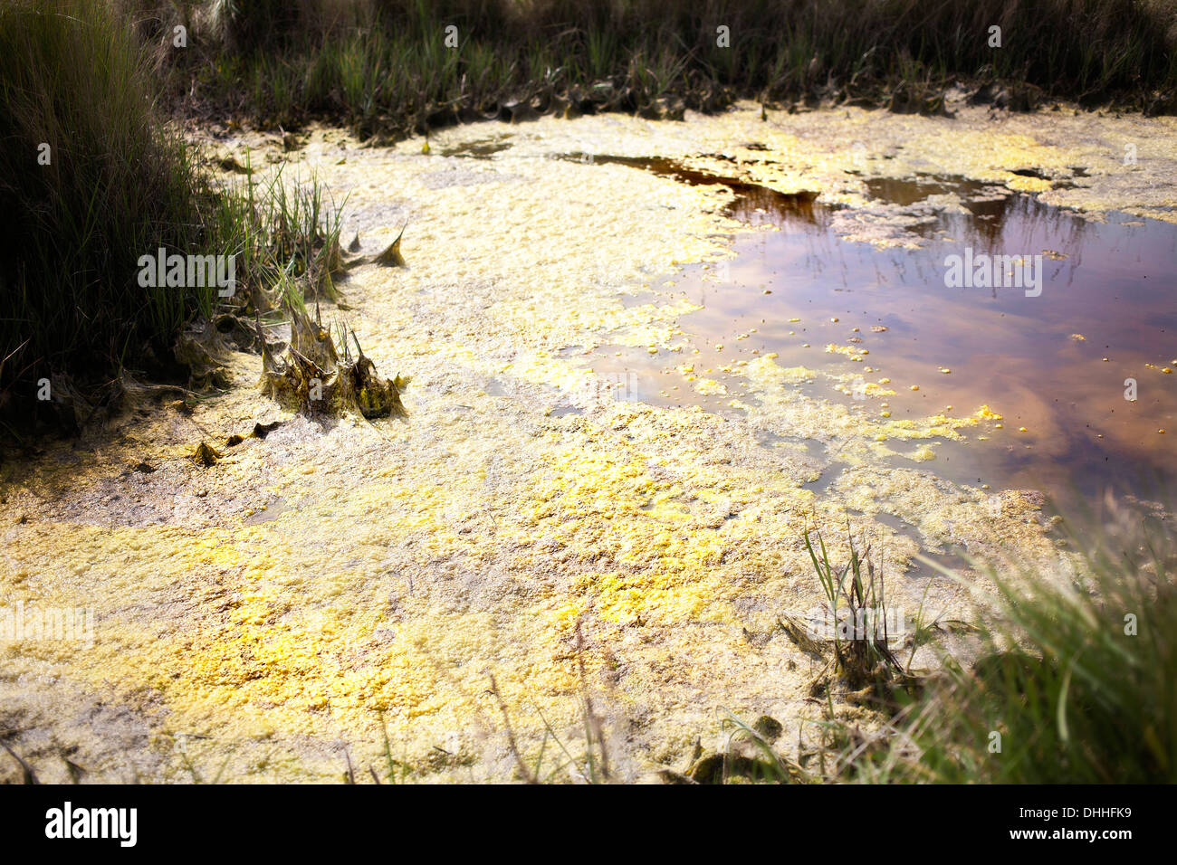 Still brackish salt water pool inlet discolored by algae and plants at ...