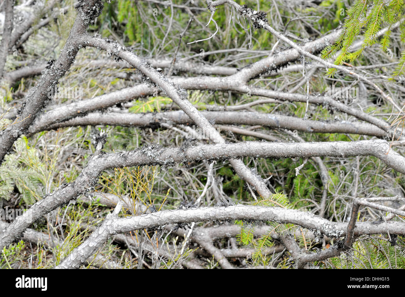 Skeleton forestry hi-res stock photography and images - Alamy