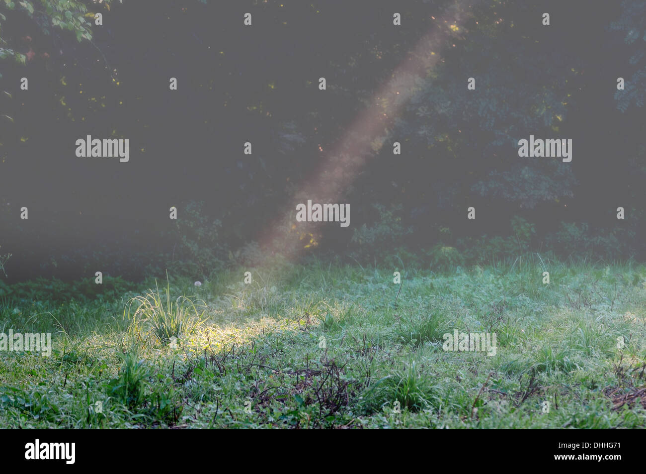 Sun beam in the fog Stock Photo - Alamy