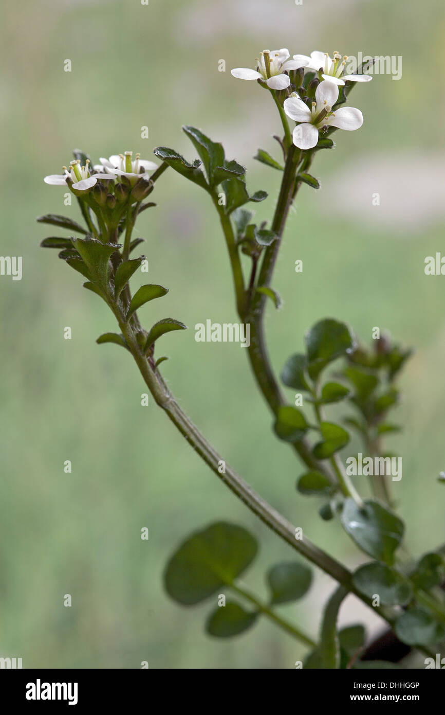 Hairy bittercress seed hi-res stock photography and images - Alamy