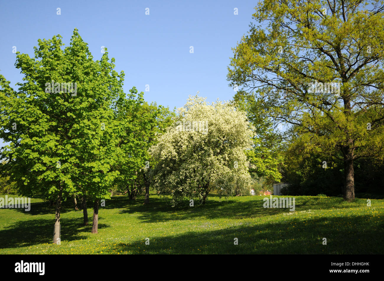 Norway Maple, Bird Cherry, German Oak Stock Photo - Alamy