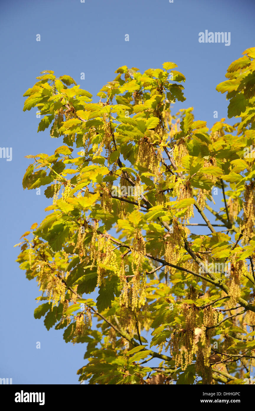 Sessile flowers hi-res stock photography and images - Alamy