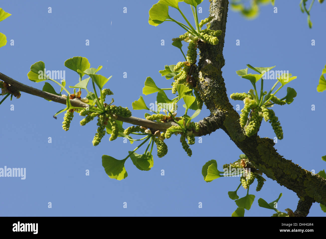 Ginkgo ginkgo biloba blossoms hi-res stock photography and images - Alamy