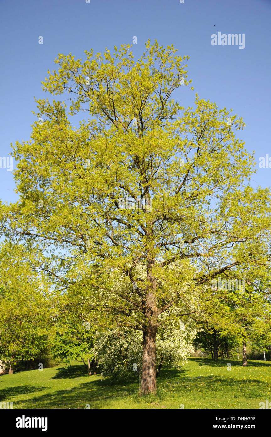 Stieleichen hi-res stock photography and images - Alamy