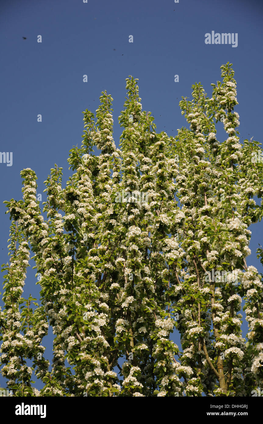 Fastigate High Resolution Stock Photography and Images - Alamy