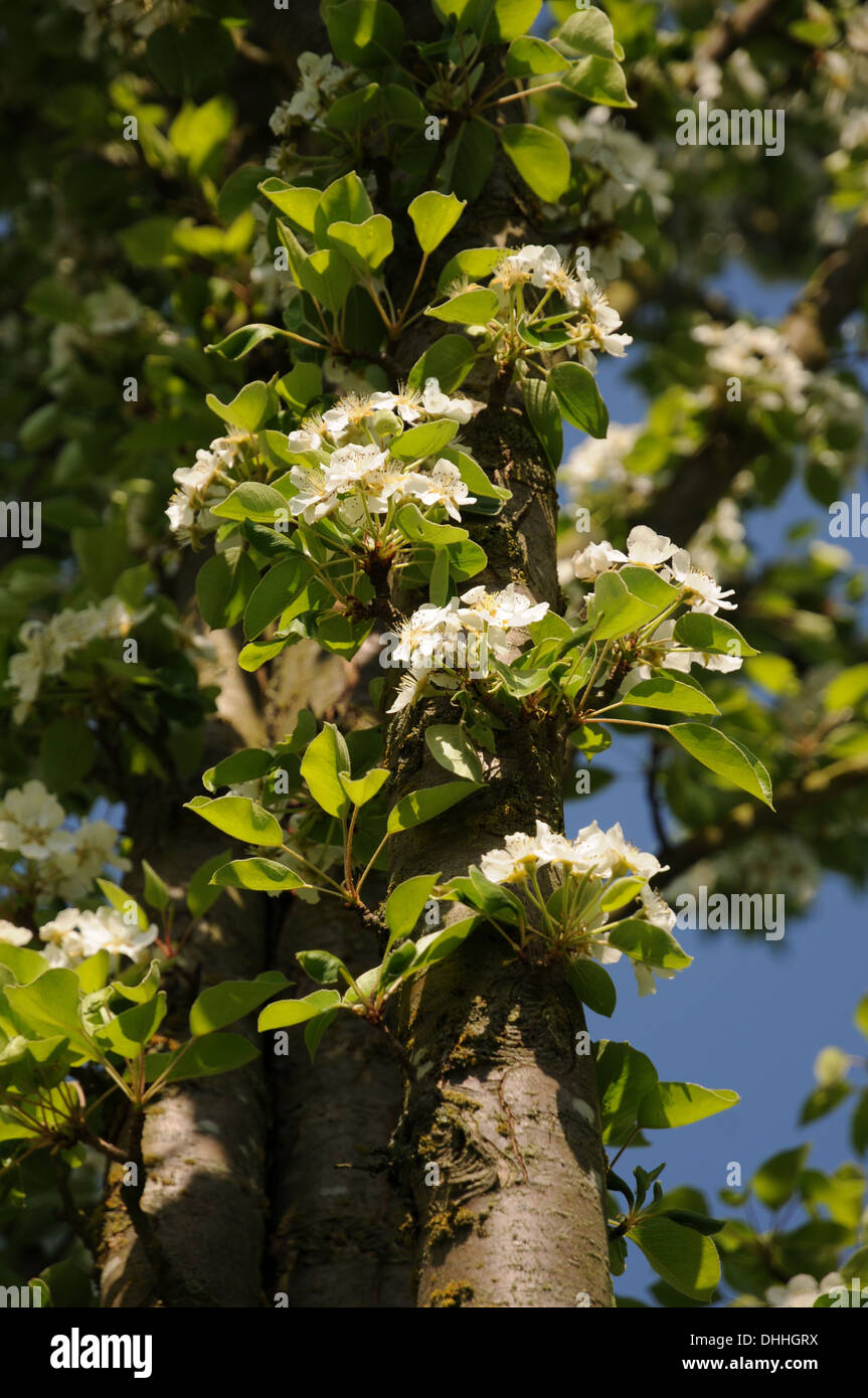 Fastigate High Resolution Stock Photography and Images - Alamy