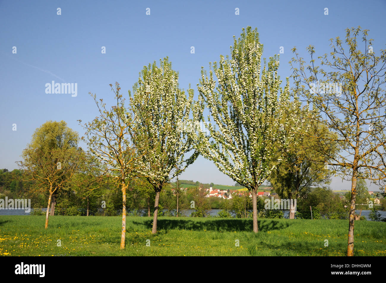 Fastigate High Resolution Stock Photography and Images - Alamy