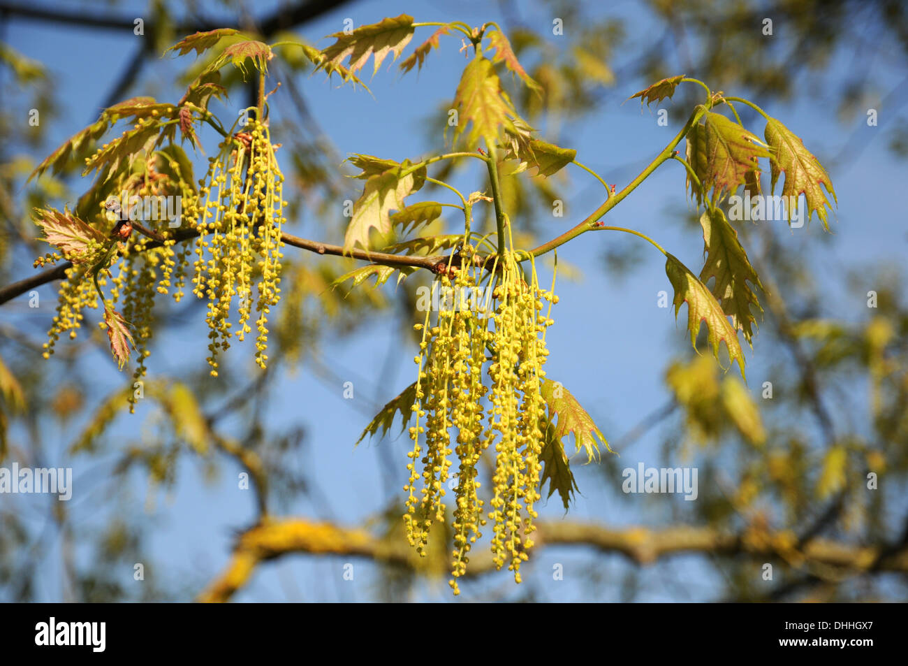 American red oak tree hi-res stock photography and images - Alamy