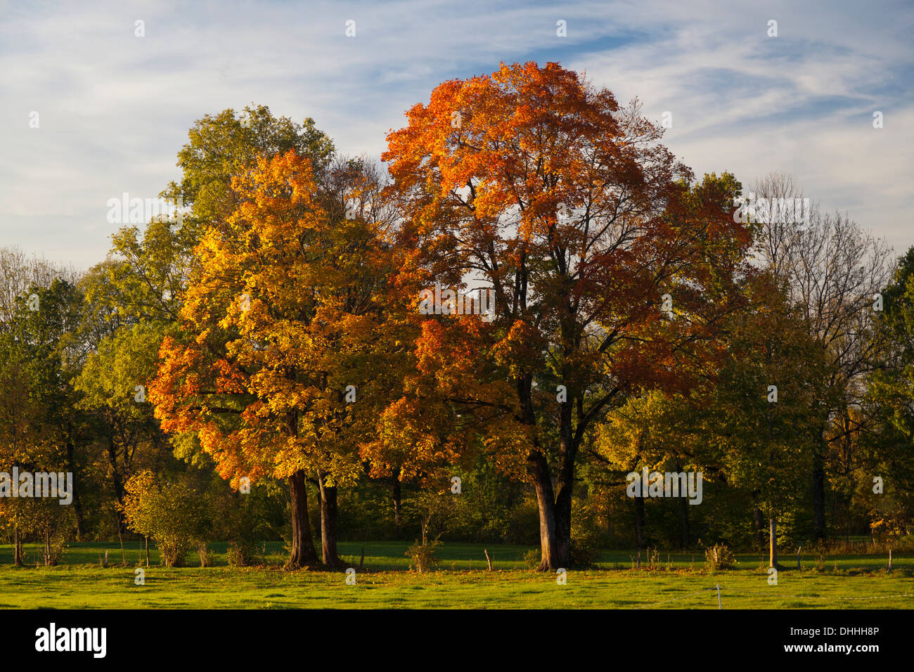 Autumn coloured trees in a meadow, Bad Tölz, Upper Bavaria, Bavaria ...