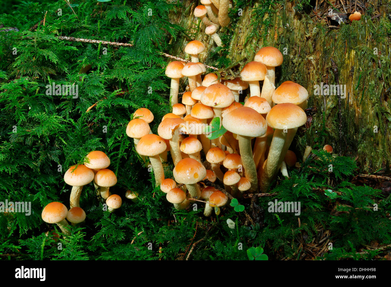 Brick Tuft (Hypholoma lateritium), Allgäu, Swabia, Bavaria, Germany ...