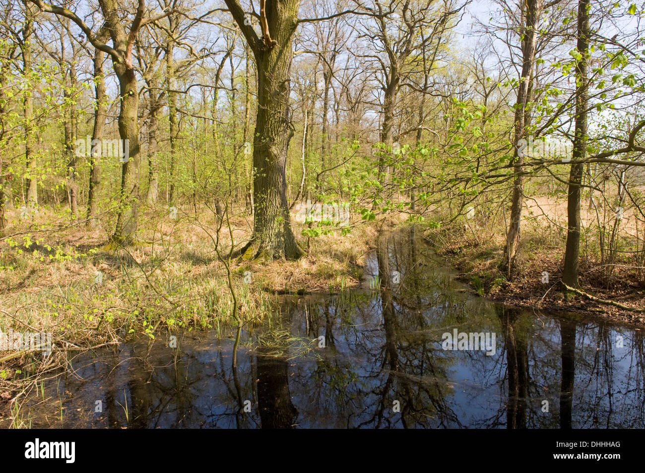 Riparian forest with Oak trees or Pedunculate Oaks (Quercus robur) and ...