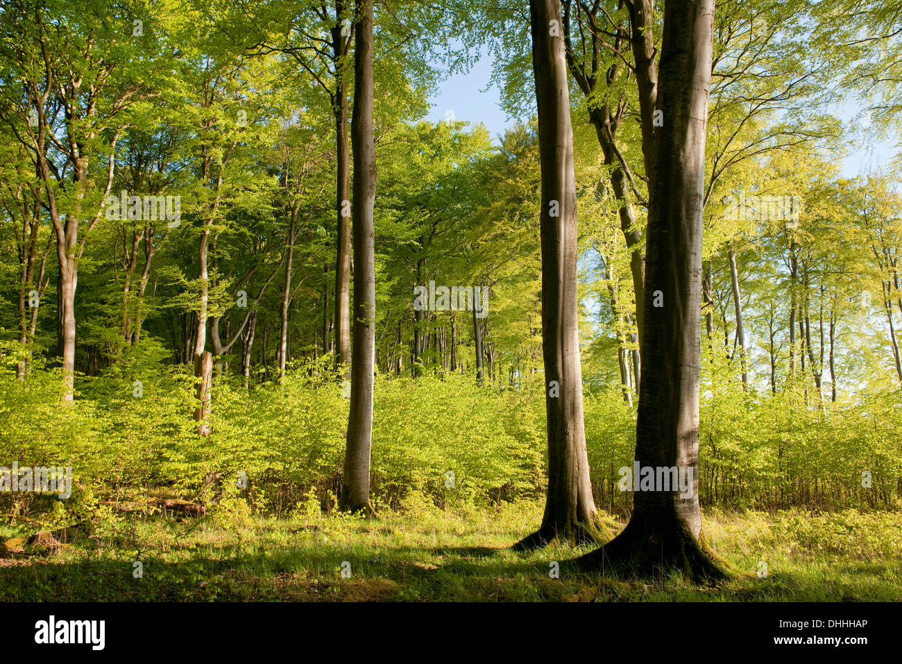 Beech forest, European Beeches or Common Beeches (Fagus sylvatica), in ...