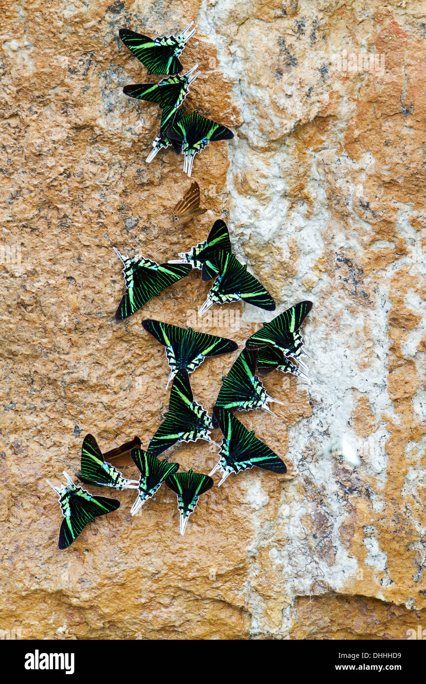 Uraniidae moths hi-res stock photography and images - Alamy