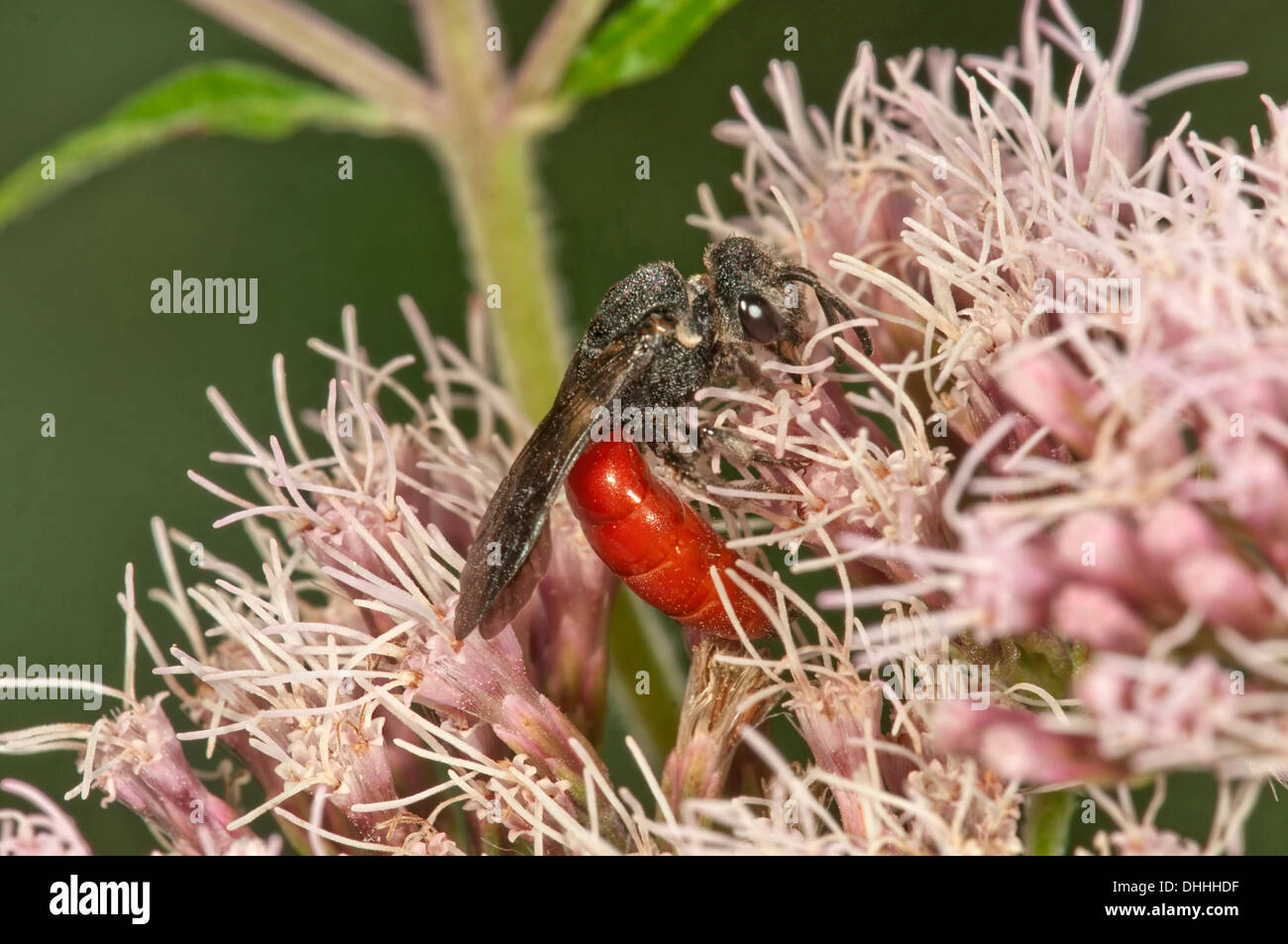Blood bee hi-res stock photography and images - Alamy
