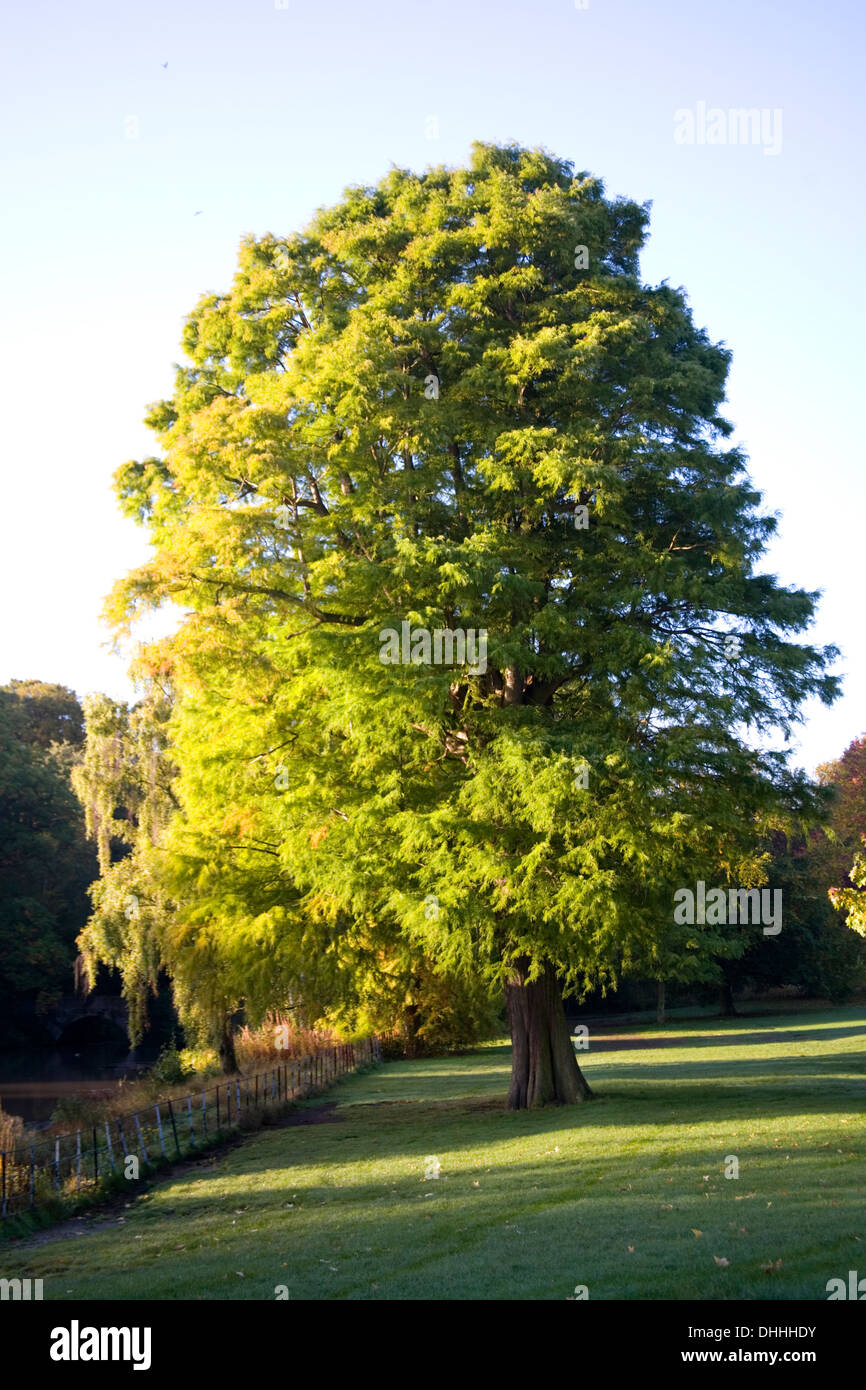 Tall tree in Autumn on Hampstead Heath Stock Photo - Alamy