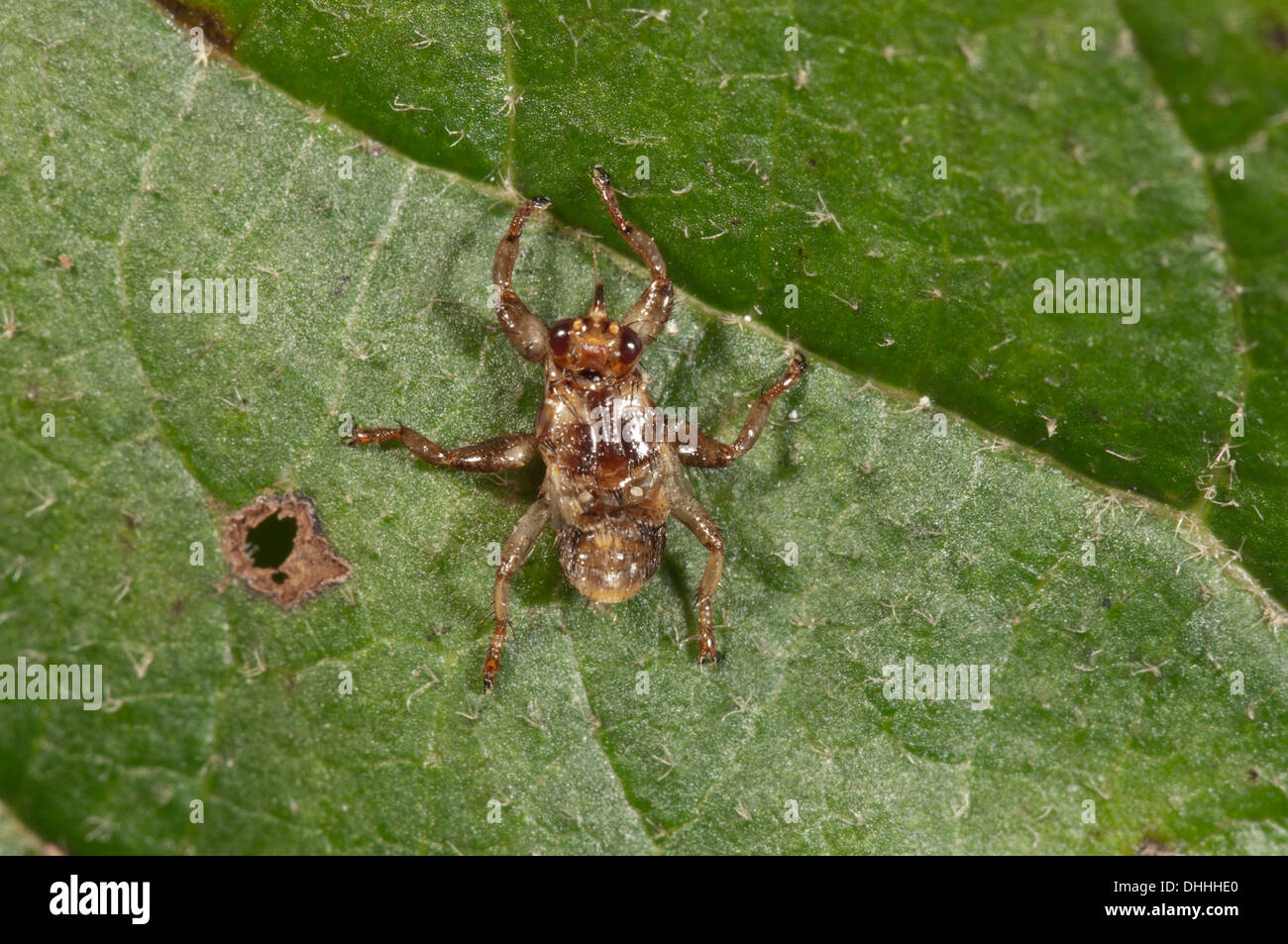Short wings hi-res stock photography and images - Alamy