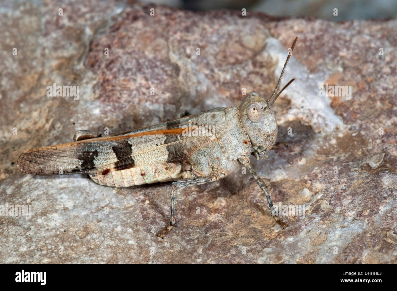 Blue-winged Sand Grasshopper (Sphingonotus caerulans), well camouflaged ...