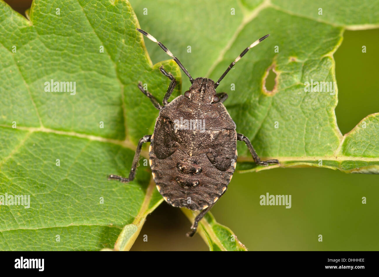 Grey stink bug hi-res stock photography and images - Alamy