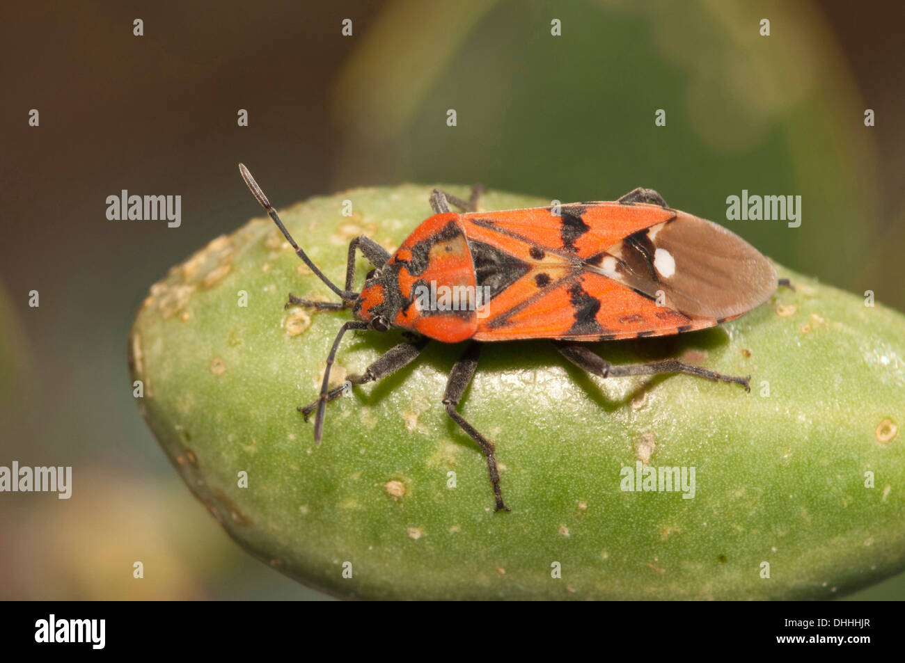 Red and black milkweed insects hi-res stock photography and images - Alamy