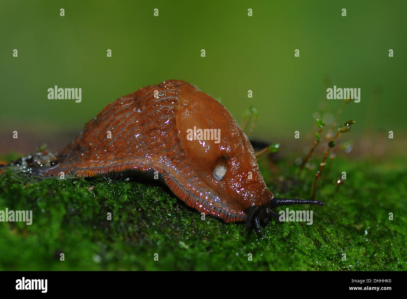 Dusky Arion slug (Arion fuscus) on moss, Schleswig-Holstein, Germany ...