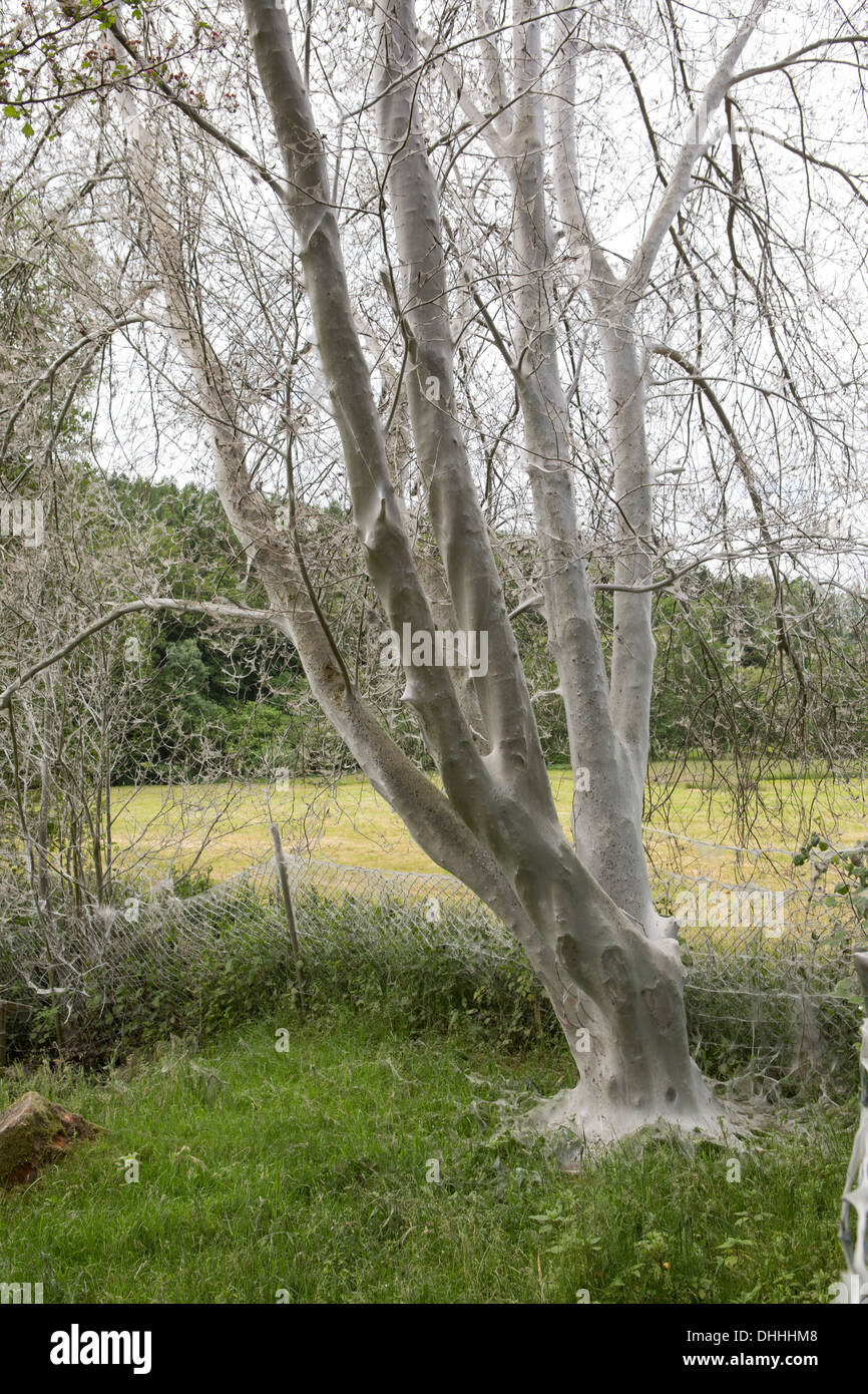 Tree infested with Ermine Moths (Yponomeuta sp.), Bergisches Land ...