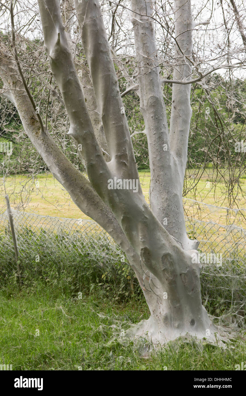 Tree infested with Ermine Moths (Yponomeuta sp.), Bergisches Land ...