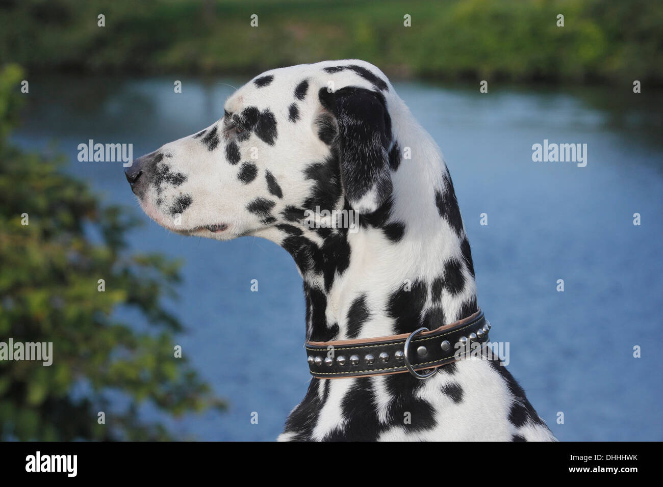 Portrait dog dalmatian side view hi-res stock photography and images ...