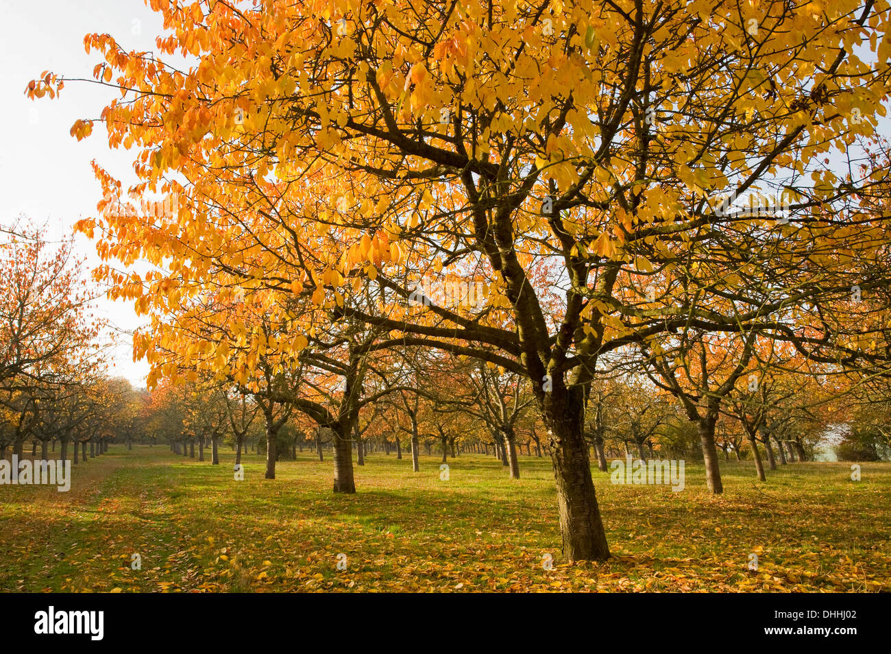 Wild cherry tree autumn prunus avium hi-res stock photography and ...