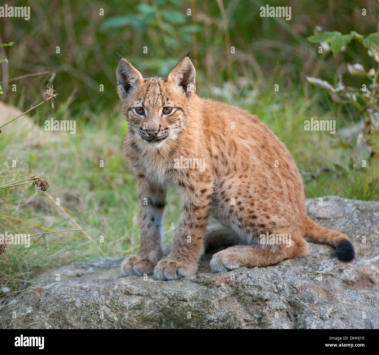 Sitting Lynx Cub