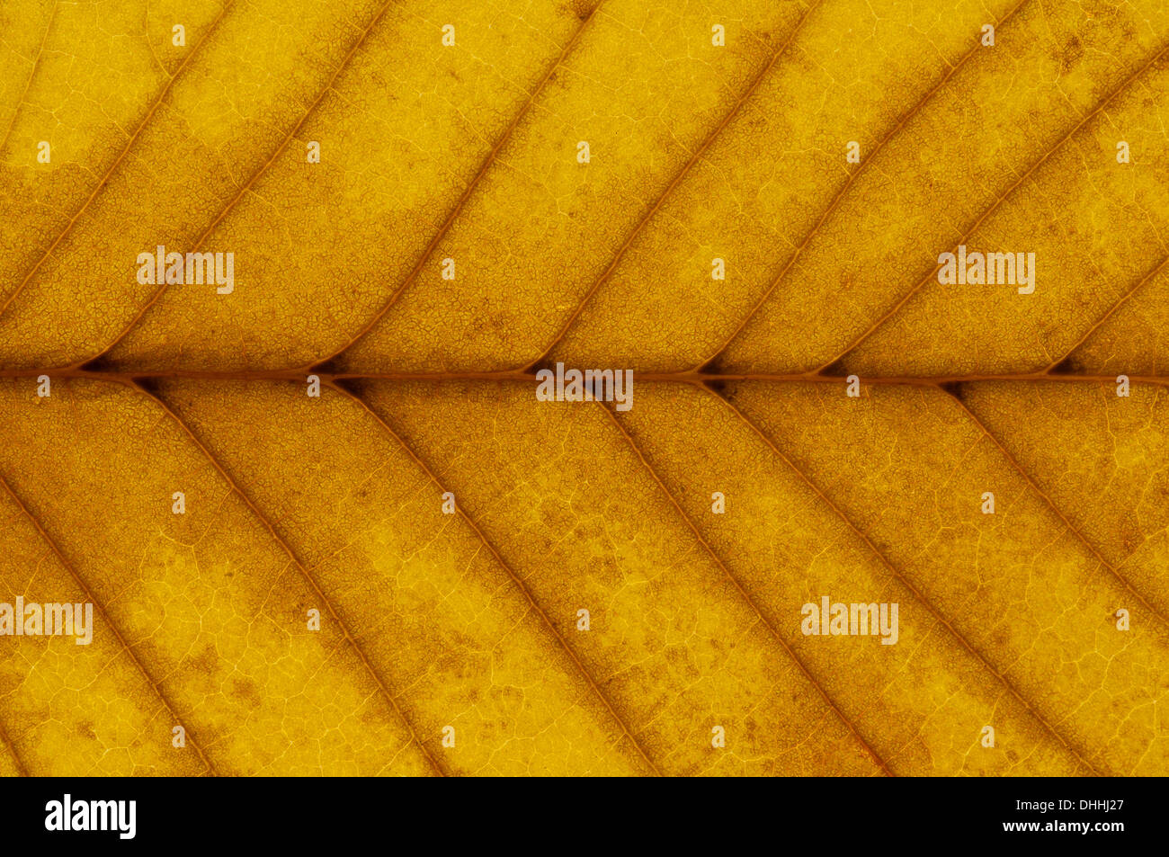 European White Elm or Fluttering Elm (Ulmus laevis), leaf structure ...