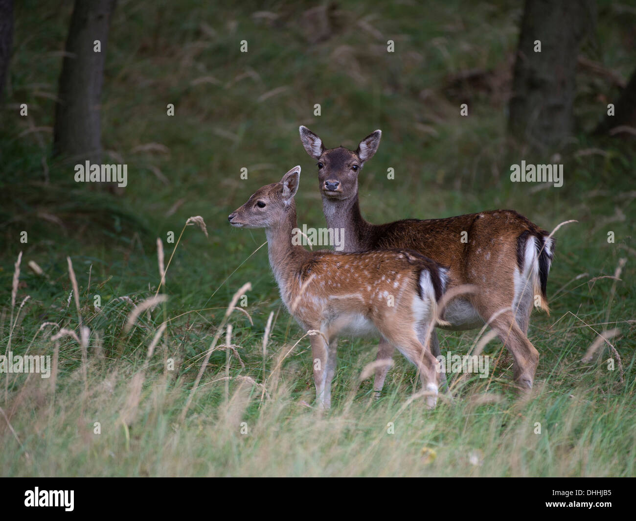 Fallow Deer (Dama dama), doe and fawn, province of North Holland, The ...