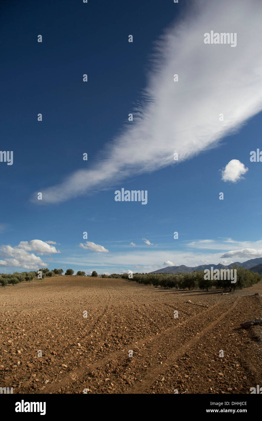 Ploughed earth under blue sky and clouds of olive groves near to Alhama ...