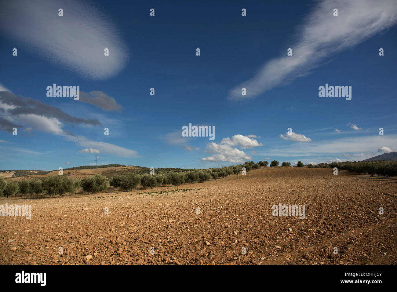 Ploughed earth under blue sky and clouds of olive groves near to Alhama ...