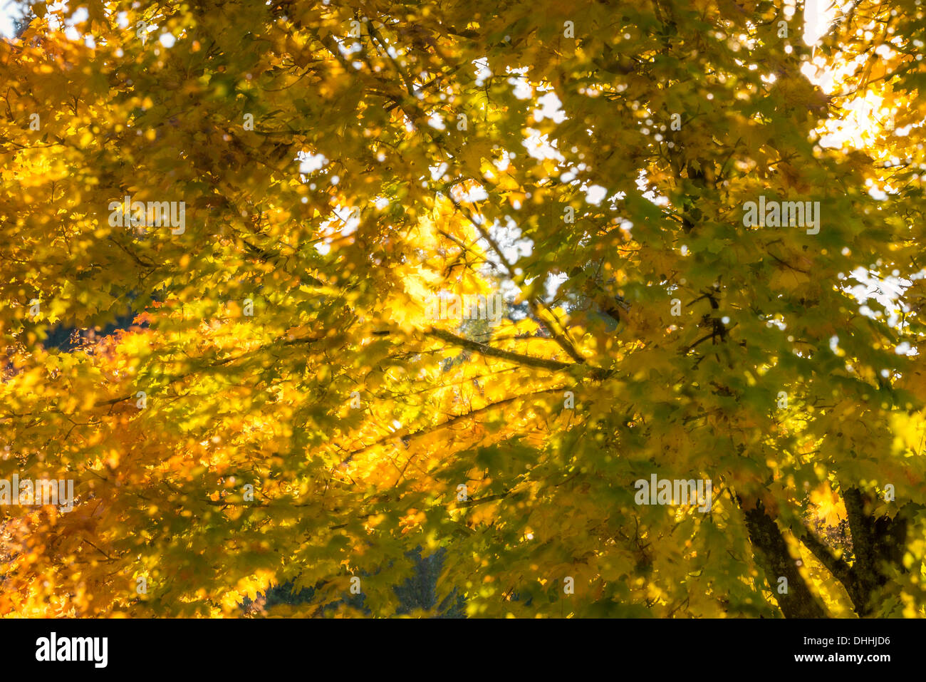 Tree in autumn Stock Photo - Alamy